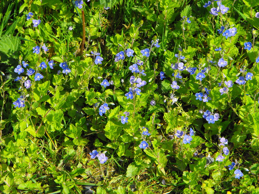 Germander Speedwell from Castlewellan Forest Park, County Down, UK on ...