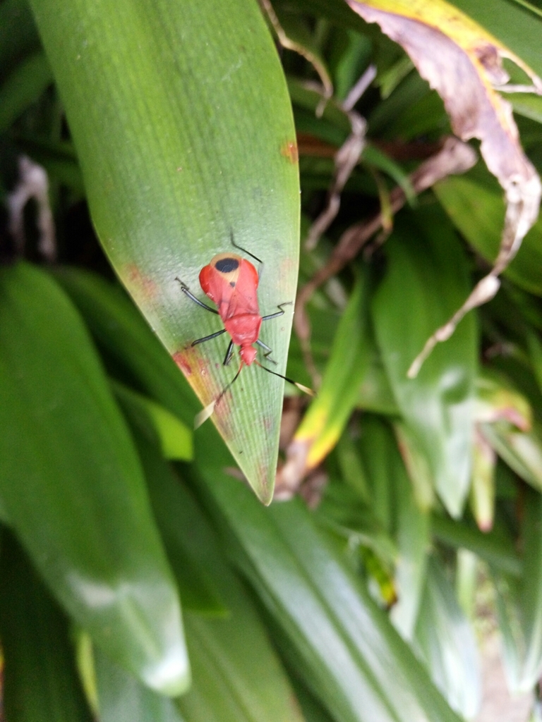 Dindymus rubricus from Sapulut, Sabah, Malaysia on July 7, 2019 at 07: ...