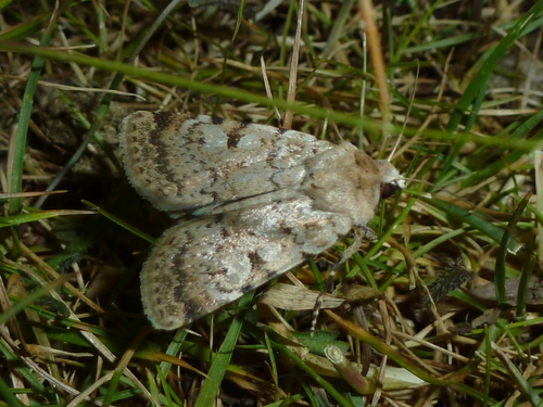 Chersotis cyrnea · iNaturalist