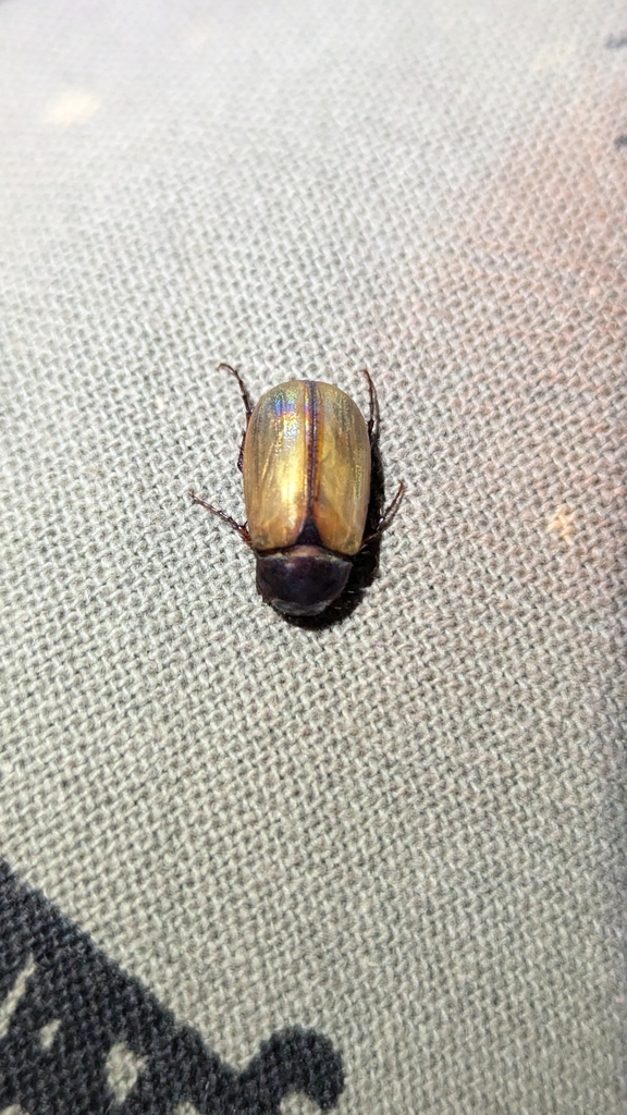 Scarabs from Wellington - Maffra, Australian Alps - Victoria, AU-VI, AU ...