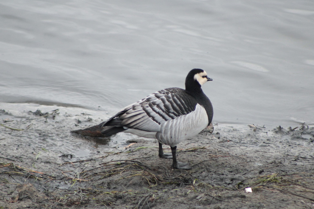 Barnacle Goose from Юж. административный округ, Москва, Россия on ...