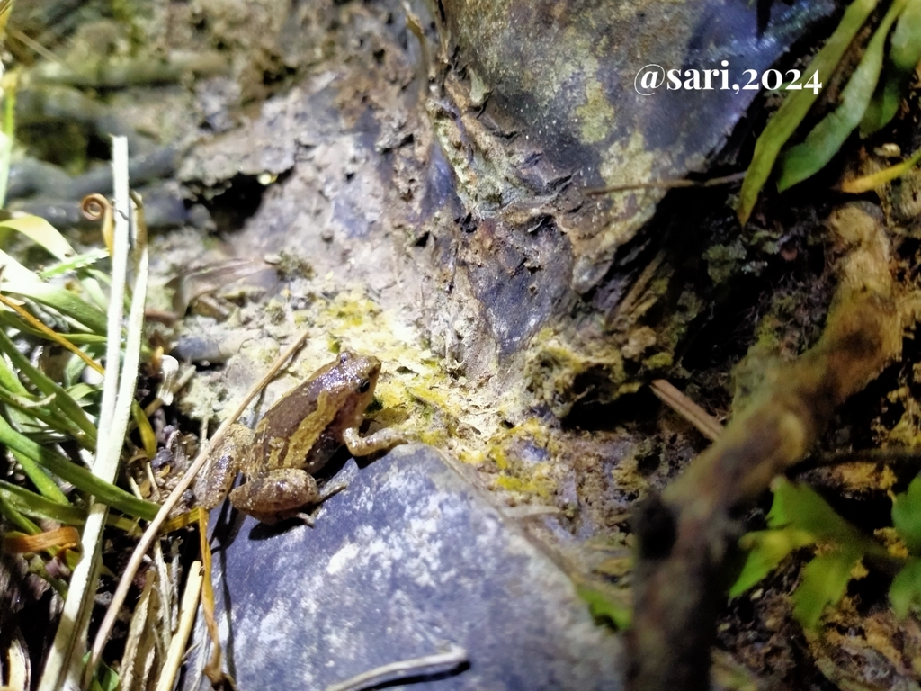 Rice Frogs from Jambi on November 5, 2024 at 08:45 PM by umilaura ...