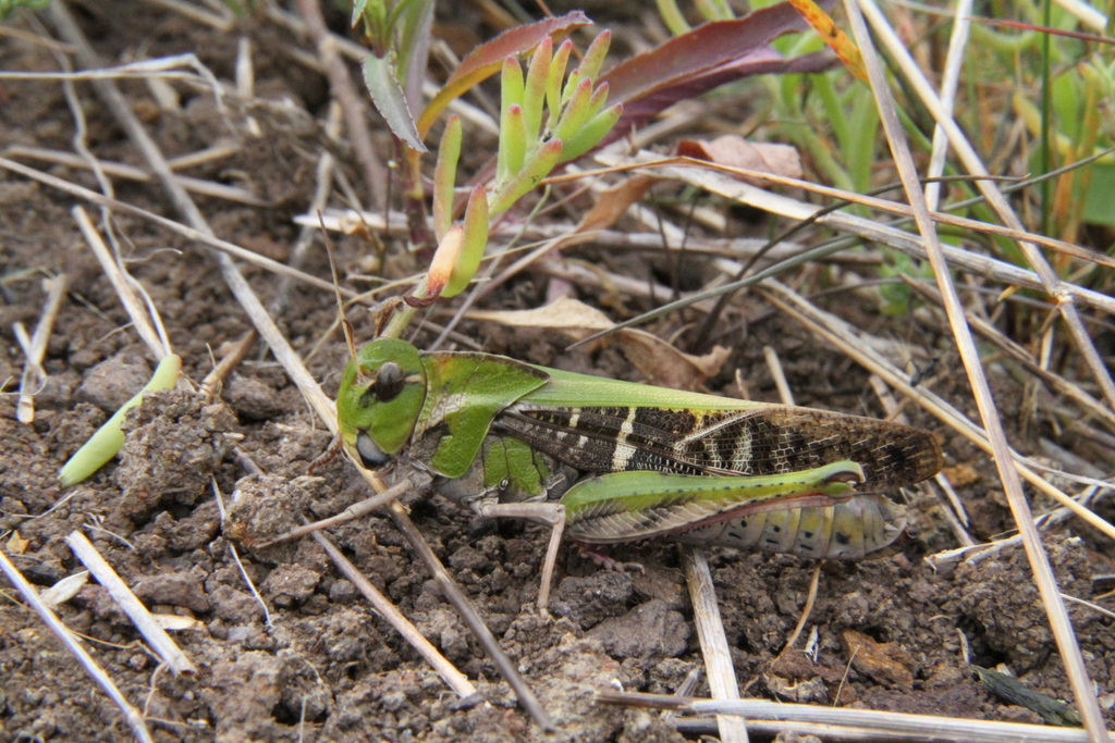 Australian Yellow-winged Locust from Bacchus Marsh Council Trench ...
