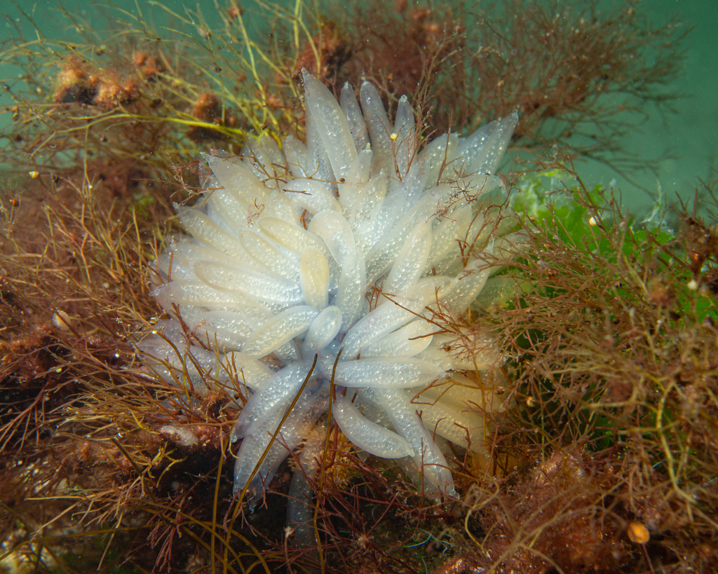 Longfin Inshore Squid from Rockport, MA, USA on August 22, 2024 at 06: ...