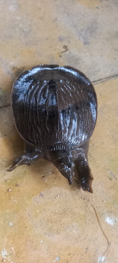 Southeast Asian Softshell Turtle in November 2024 by lettesirappa ...