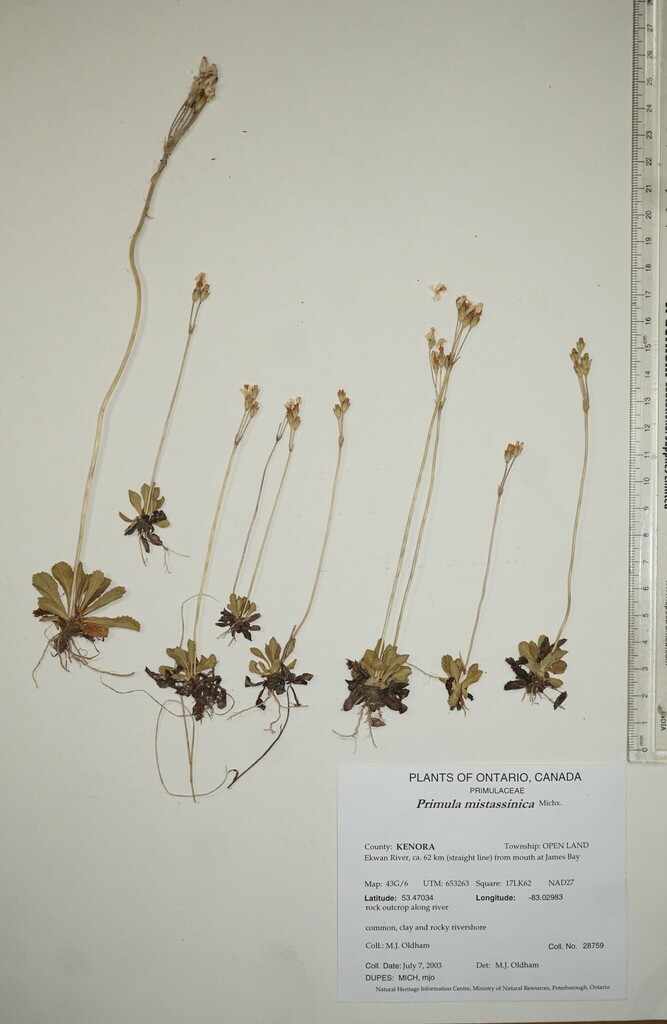 Mistassini Primrose from Canada, Ontario, KENORA County, Ekwan River ...