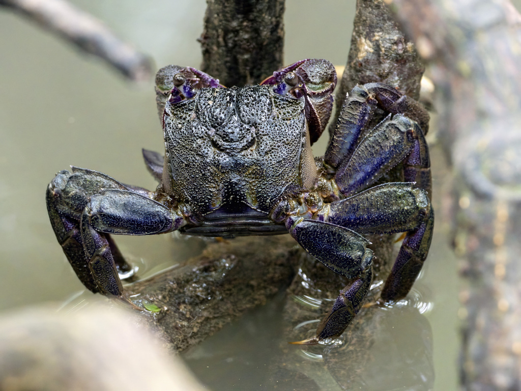 Episesarma from 马来西亚沙巴哥打基纳巴鲁 on October 22, 2024 at 12:46 PM by Sakern ...