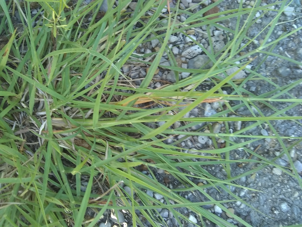 King Ranch bluestem from Grapevine, TX 76051, USA on July 18, 2019 at ...