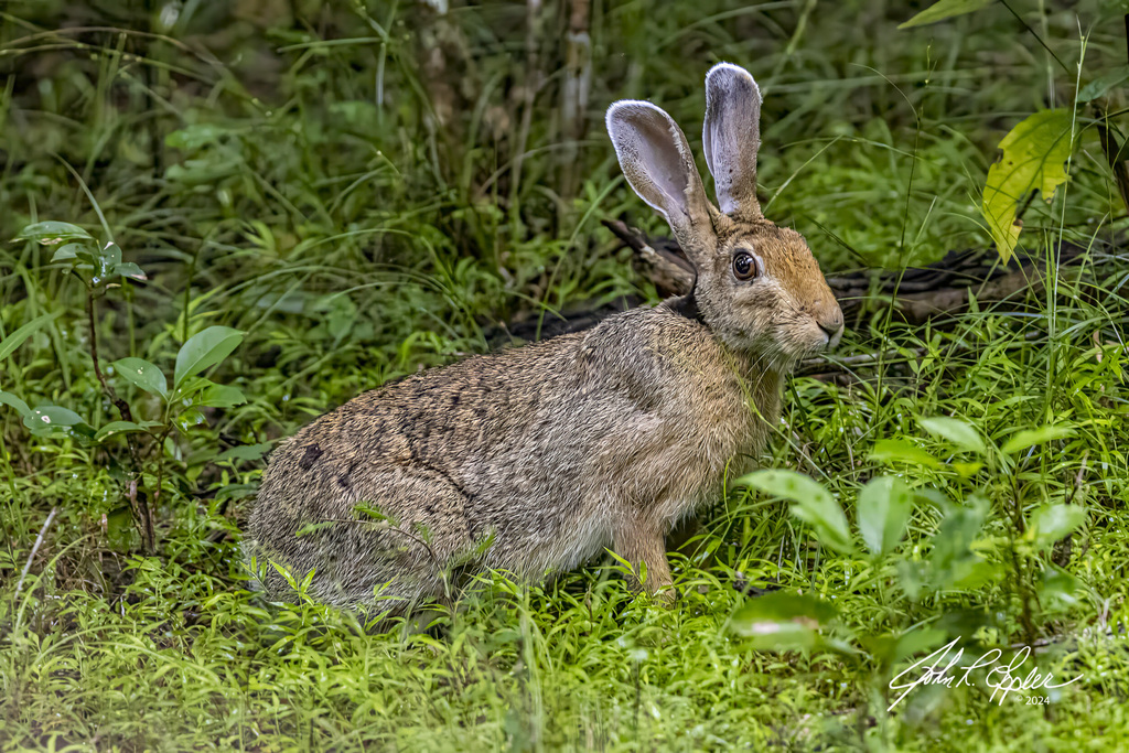 Indian Hare from Anuradhapura, Sri Lanka on November 21, 2024 at 04:56 ...