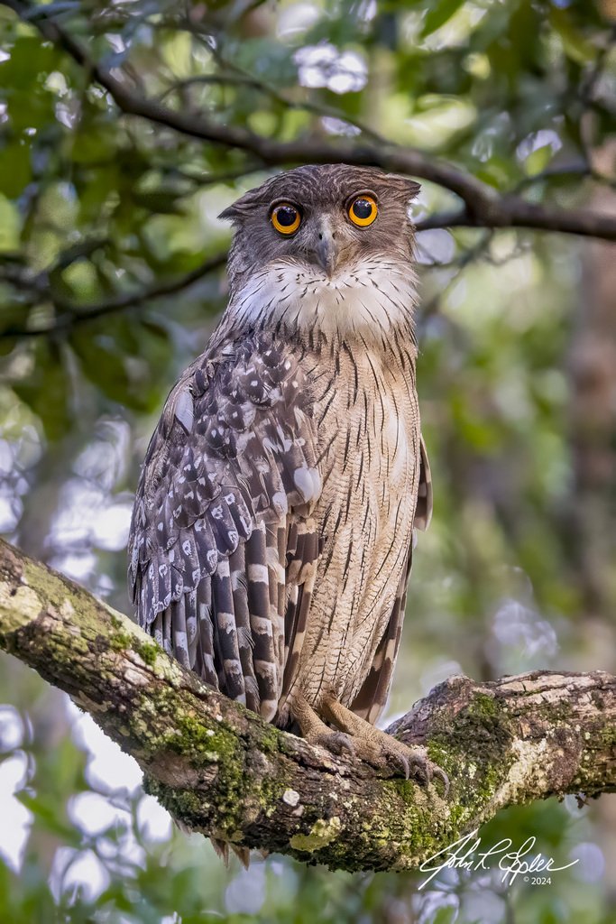 Sri Lankan Brown Fish Owl from Anuradhapura, Sri Lanka on November 21 ...
