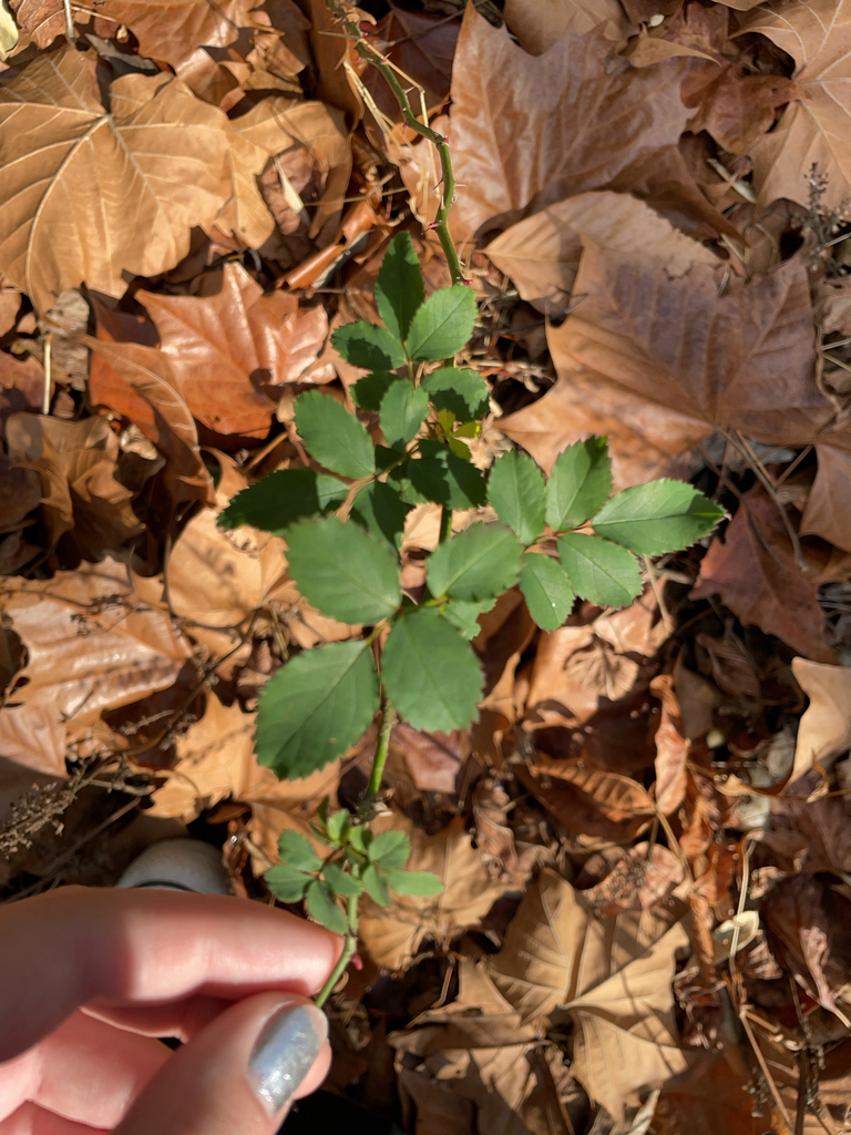 multiflora rose from Rockville on November 30, 2024 at 10:19 AM by ...