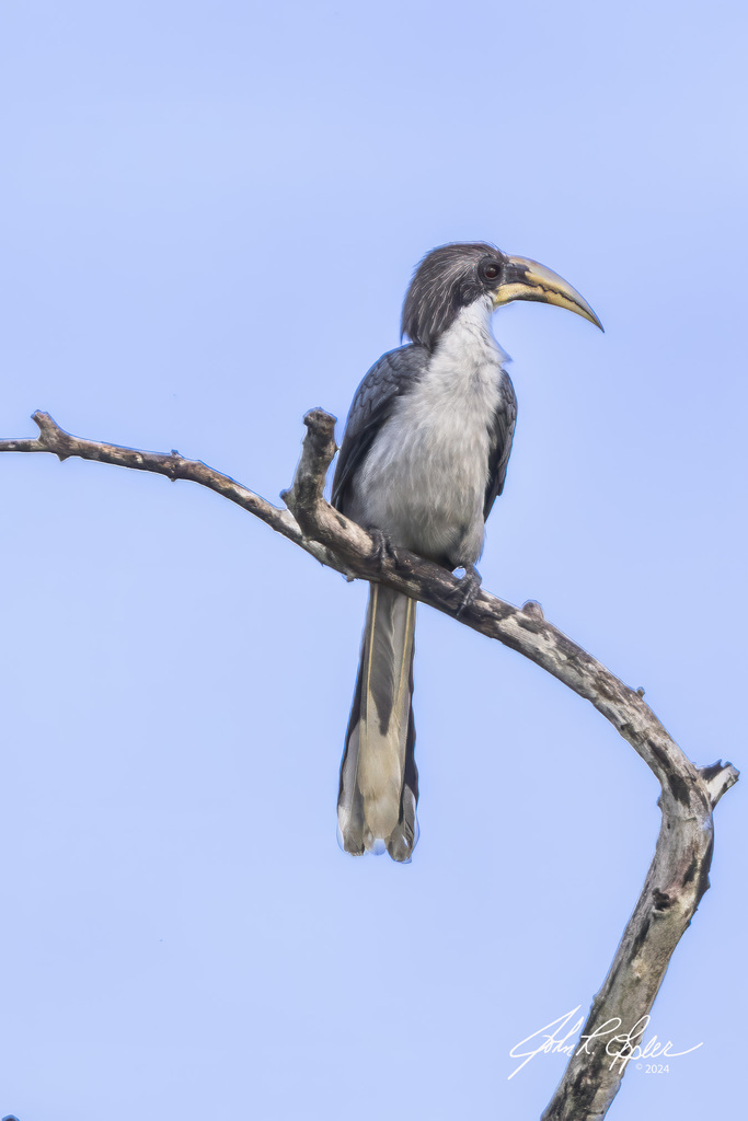 Sri Lanka Grey Hornbill from Anuradhapura, Sri Lanka on November 21 ...