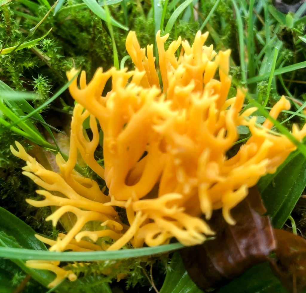 meadow coral fungus from Dorchester Walk, Stoke-On-Trent, England, GB ...