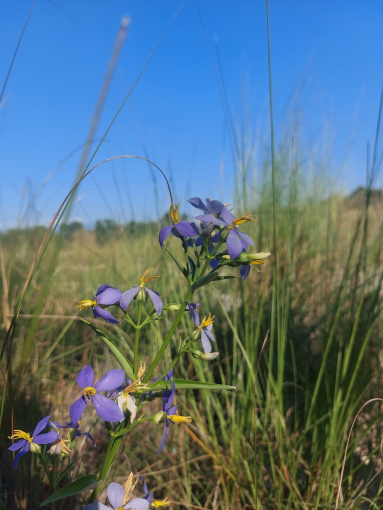 Exacum teres from PX53+XJJ, Khudunabari 57300, Nepal on November 30 ...
