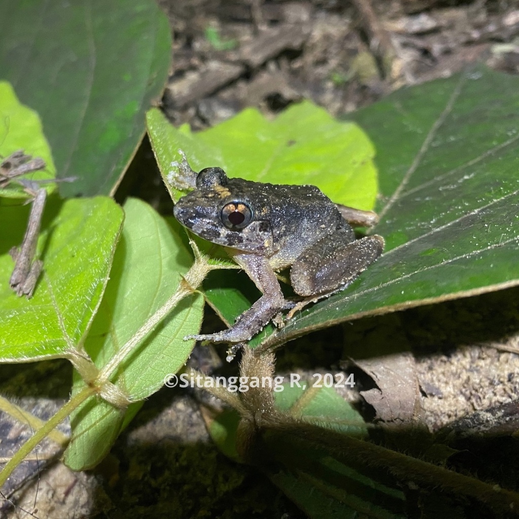 Indonesian Wart Frog from Sumatra, Jambi, Jambi, ID on November 29 ...
