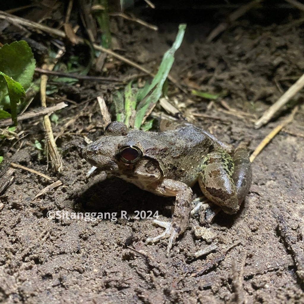 Fanged River Frog from Sumatra, Jambi, Jambi, ID on November 29, 2024 ...