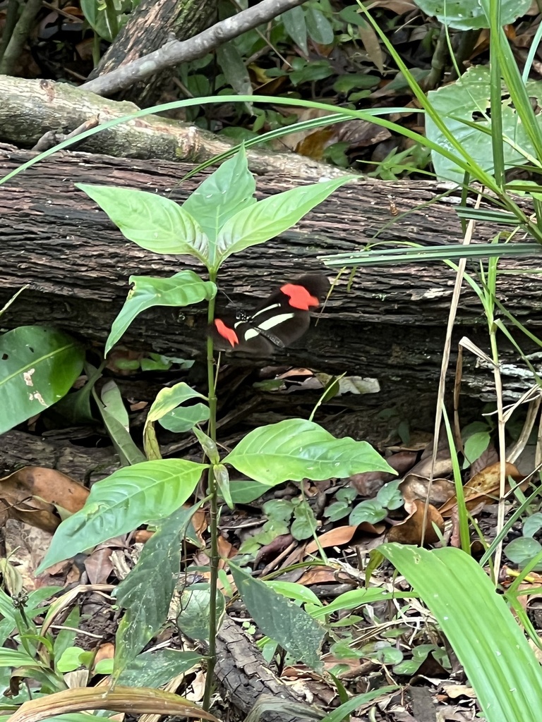 Red Postman from Navegantes, SC, BR on November 30, 2024 at 11:53 AM by ...