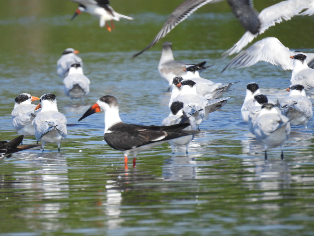 Black Skimmer from Sipacate, Guatemala on November 28, 2024 at 09:04 AM by Heidi Pasch de Viteri ...