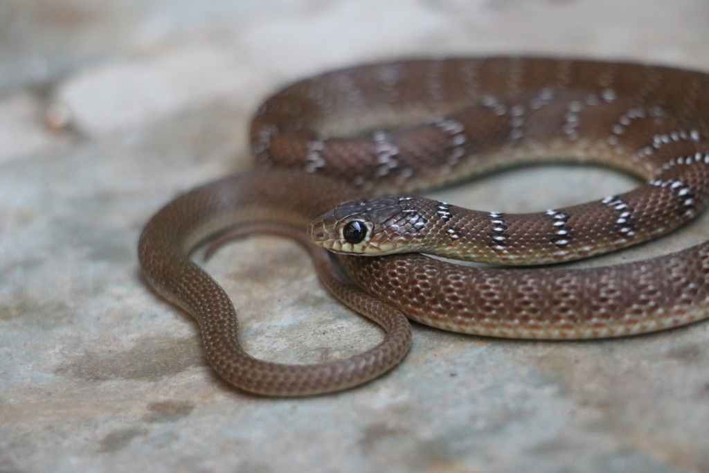 Banded Racer in November 2024 by iriava7 · iNaturalist