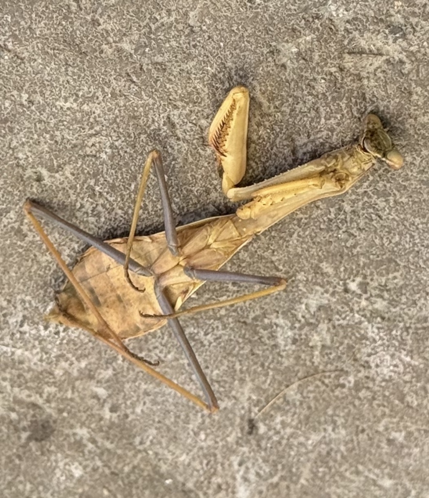 Arizona Mantis from San Diego, CA, USA on October 30, 2024 at 11:59 AM ...
