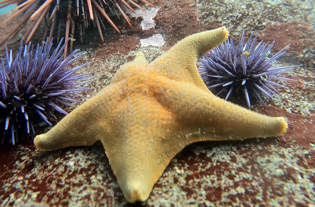 Bat Star from Sonoma County, CA, USA on November 29, 2024 at 09:51 AM ...