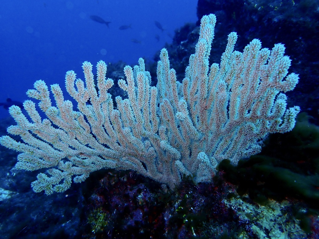 Muricea from Pacific Ocean, MX on November 27, 2024 at 05:52 PM by ...