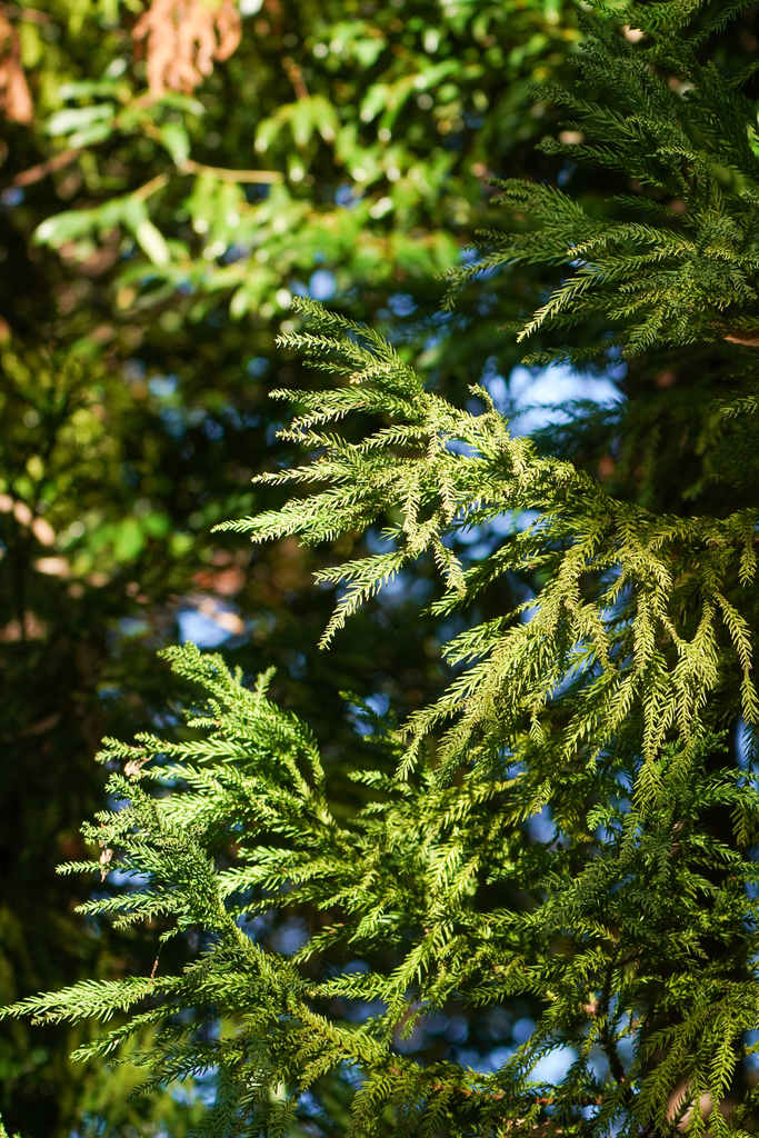 sugi from からきだの道 on November 30, 2024 at 02:50 PM by WATANABE Hitoshi 渡辺仁 · iNaturalist