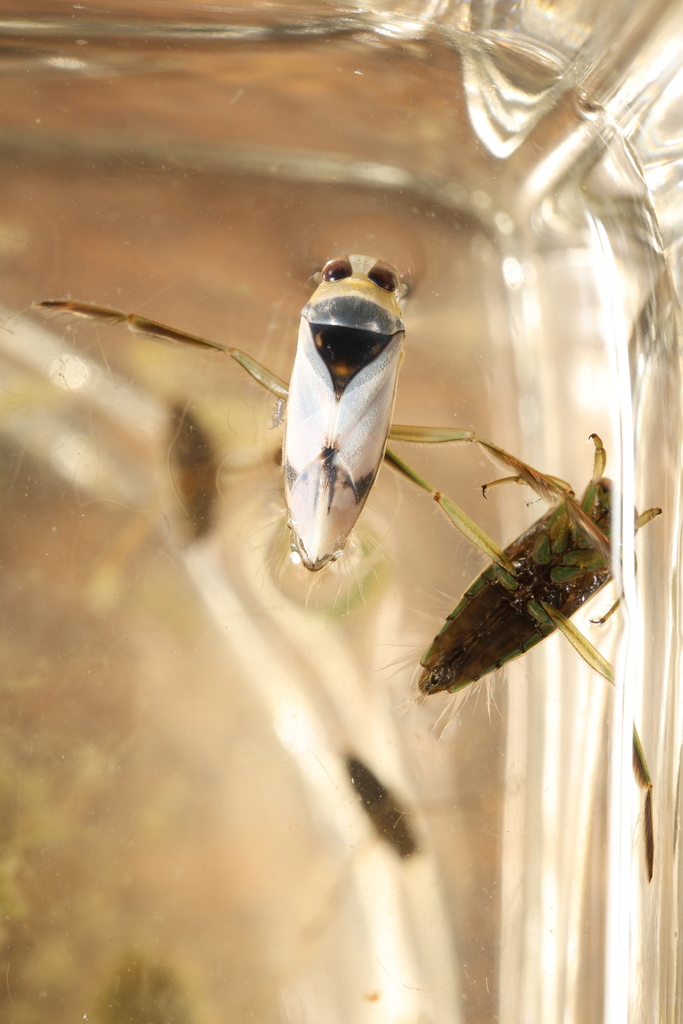 Grousewinged Backswimmer from White River Gardens, 1200 W Washington St ...