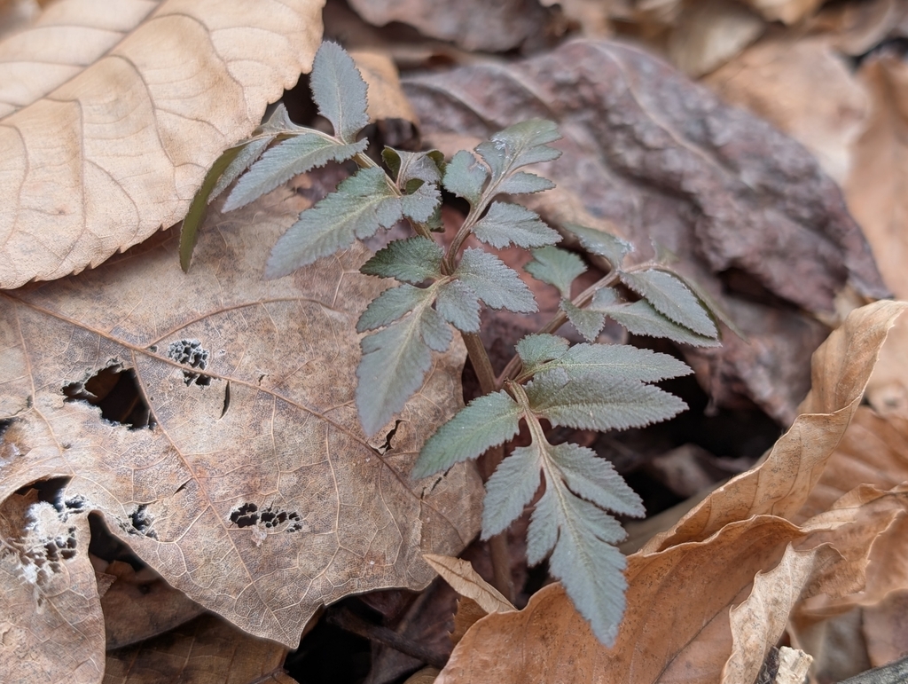 bronze fern from Union Township, IN, USA on November 30, 2024 at 10:28 ...