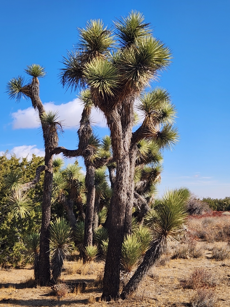 Western Joshua Tree from Kagel Canyon, CA 91342, USA on November 18 ...