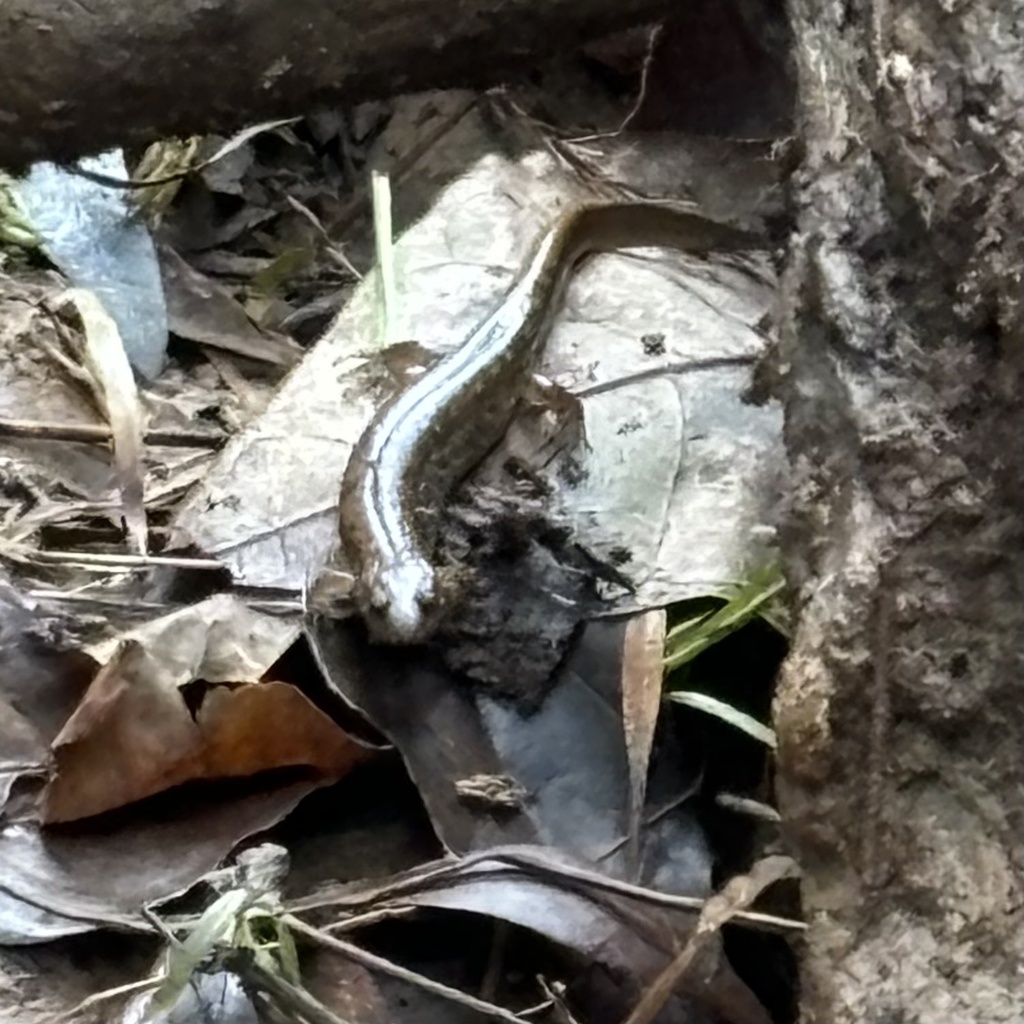 Wolf Dusky Salamander from Congaree National Park, Richland County, US ...