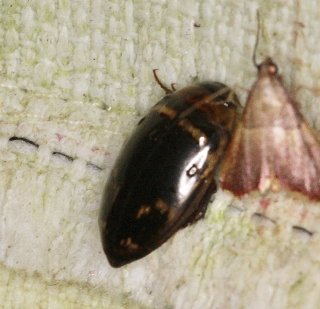 Hydaticus suffusus from Mount Mellum QLD 4550, Australia on November 30 ...