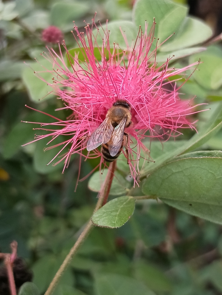 Western Honey Bee from Naples on November 30, 2024 at 02:31 PM by ...