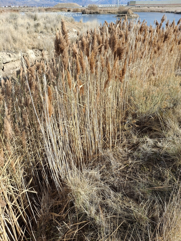common reed from Glendale, Salt Lake City, UT, USA on November 30, 2024 ...