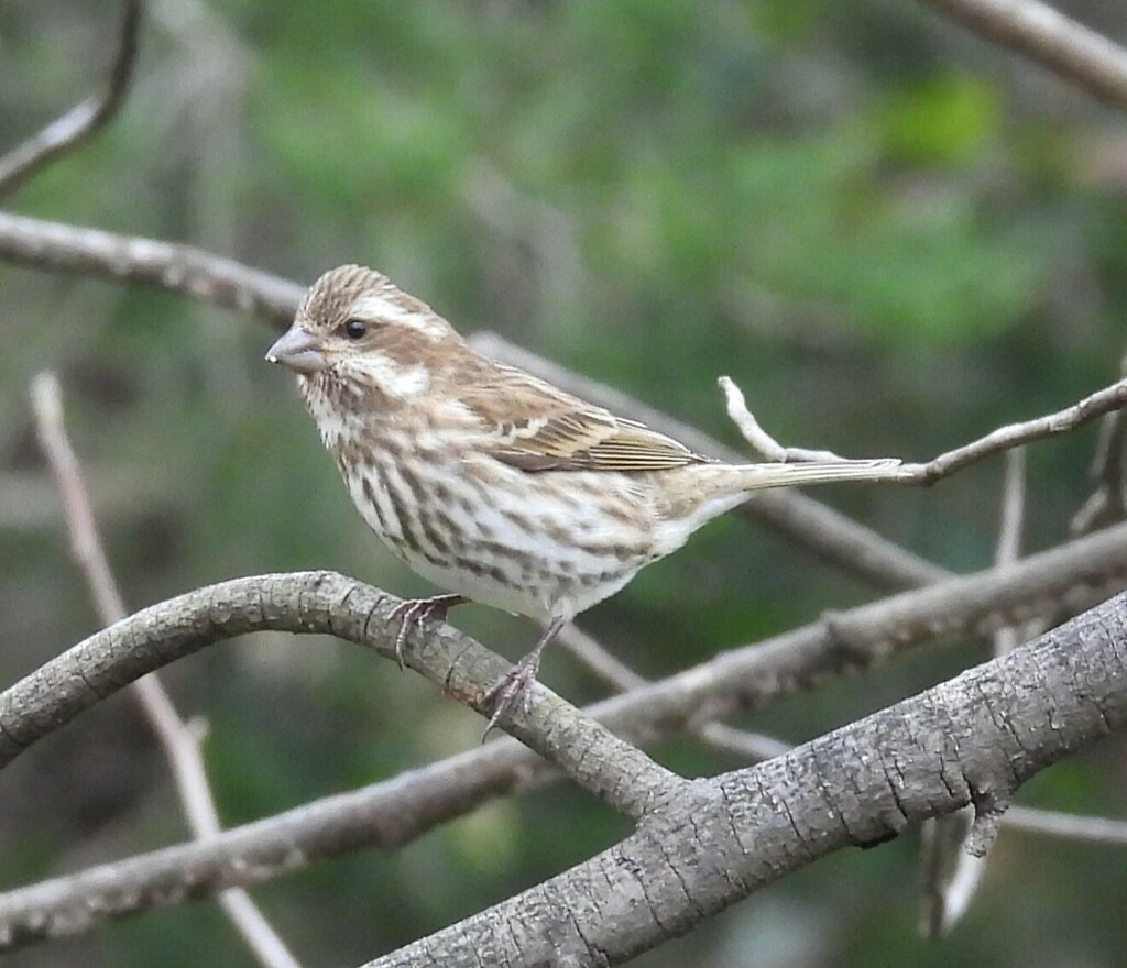 Purple Finch from Along Ijams Branch, off of Co. Rd. 275, Lauderdale ...