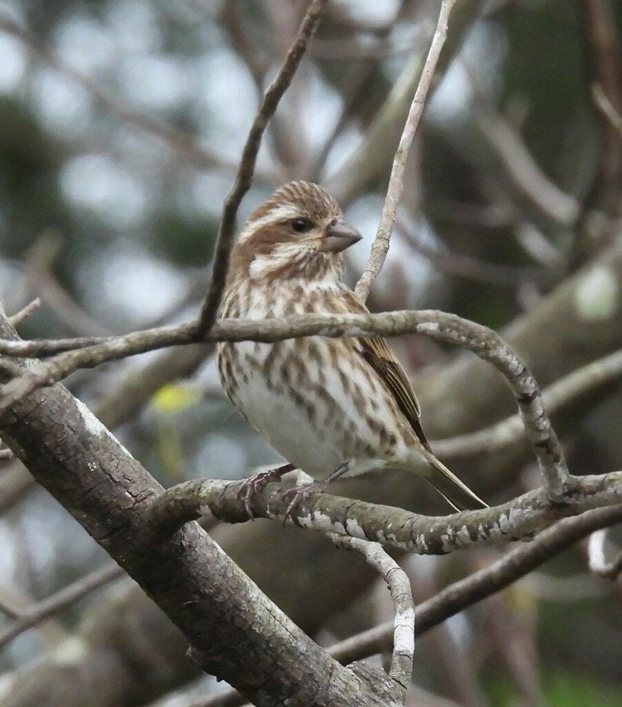 Purple Finch from Along Ijams Branch, off of Co. Rd. 275, Lauderdale ...