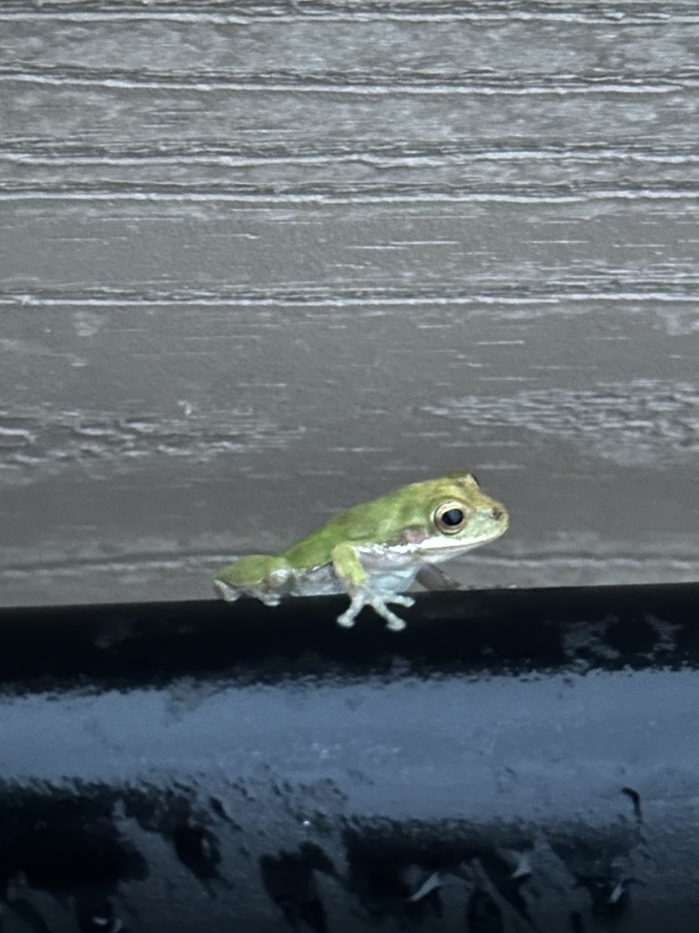 Squirrel Treefrog from Sullivans Island, Sullivans Island, SC, US on ...