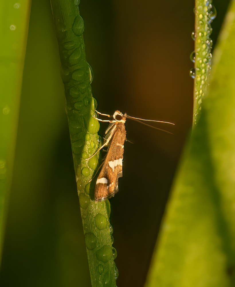 Hawaiian Beet Webworm Moth from Arthur R. Marshall NWR 10216 Lee Rd ...