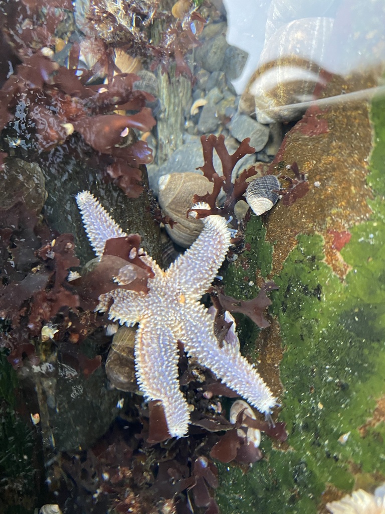 Forbes's Sea Star from Point Pleasant Park, Halifax, NS, CA on November ...