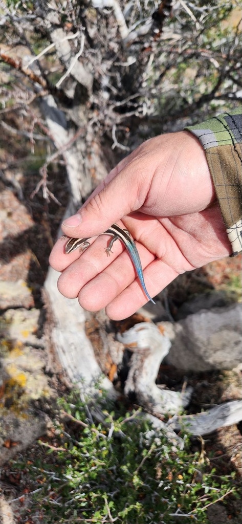 Western Skink from Humboldt-Toiyabe National Forest, Manhattan, NV, US ...