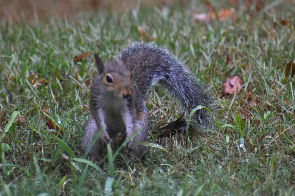 Eastern Gray Squirrel from Old Tennessee Pike Rd, Alabama 35126, USA on ...