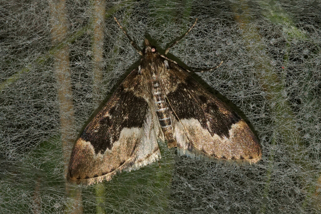 Animals from Yan Daiyiwa, Pingwu County, Mianyang, China, 622563 on ...