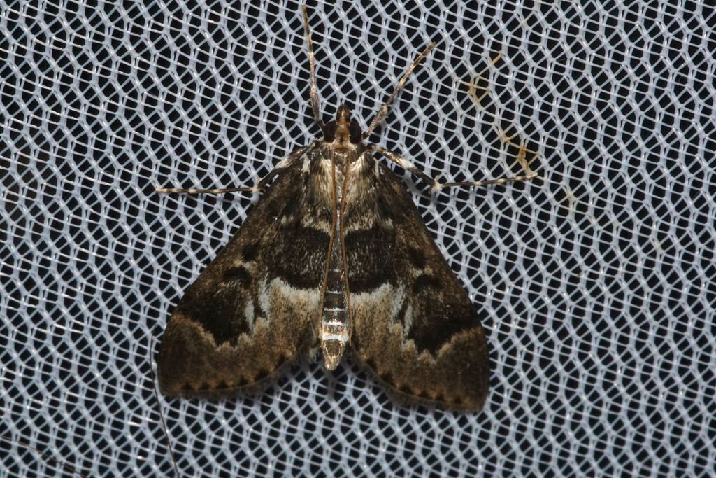 Animals from Yan Daiyiwa, Pingwu County, Mianyang, China, 622563 on ...