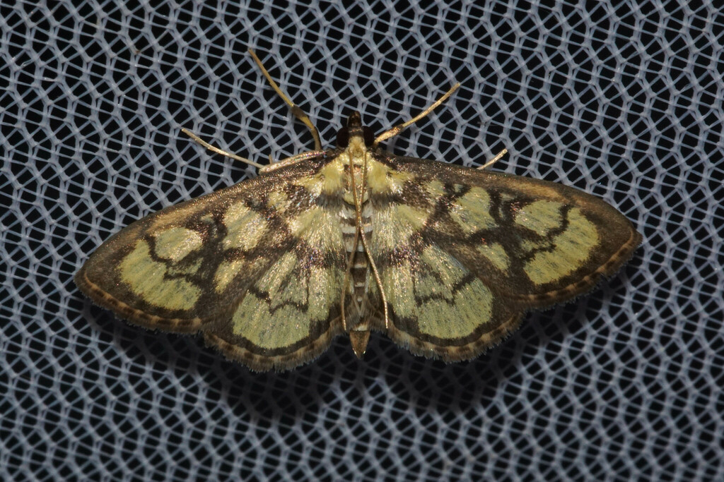 Animals from Yan Daiyiwa, Pingwu County, Mianyang, China, 622563 on ...