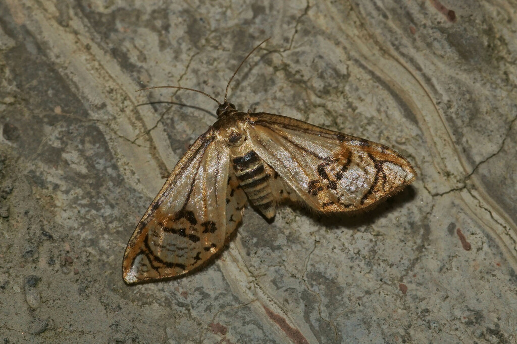 Animals from Yan Daiyiwa, Pingwu County, Mianyang, China, 622563 on ...