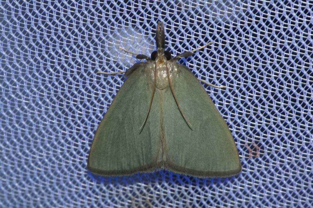 Animals from Yan Daiyiwa, Pingwu County, Mianyang, China, 622563 on ...