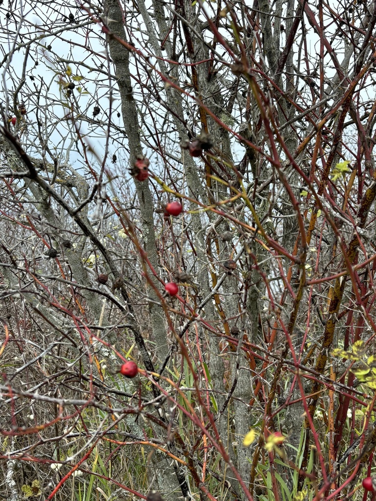 Nootka rose from Finnerty Cove, Saanich, BC, CA on November 30, 2024 at ...