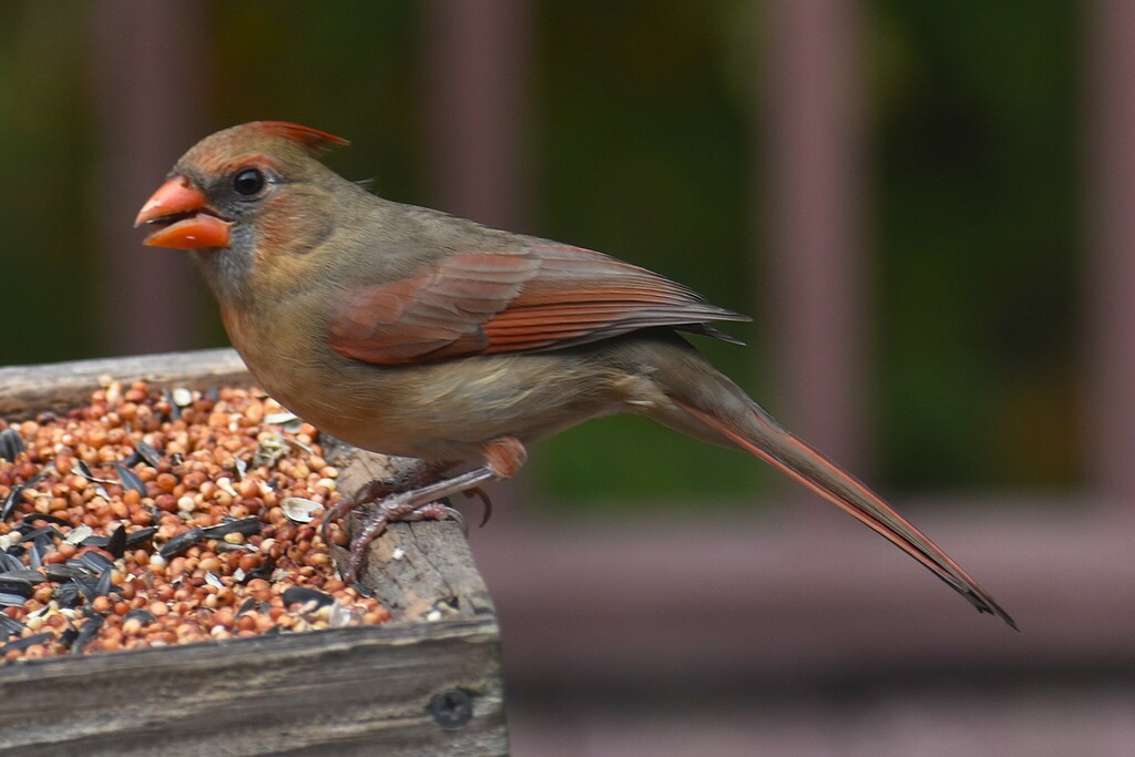 Northern Cardinal from Old Tennessee Pike Rd, Alabama 35126, USA on ...