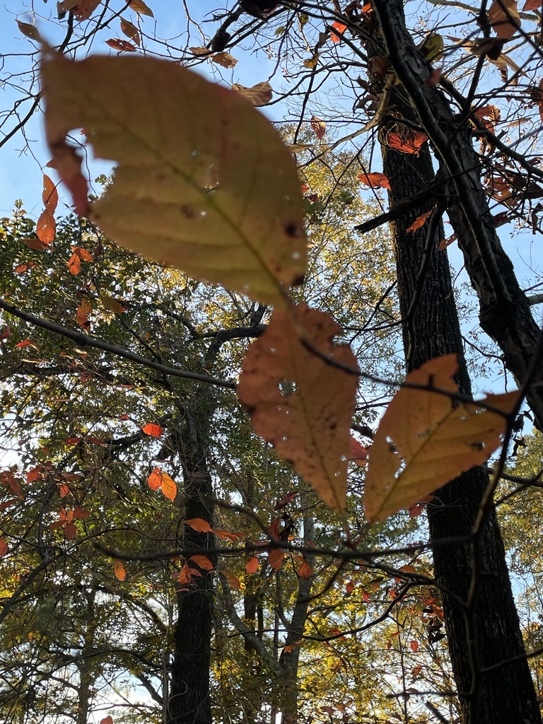 Black Tupelo from Chewacla State Park, Auburn, AL, US on November 24 ...
