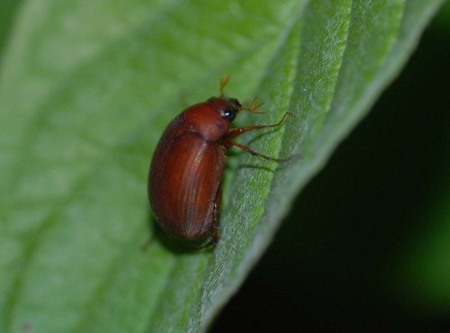 Maladera verticalis · iNaturalist